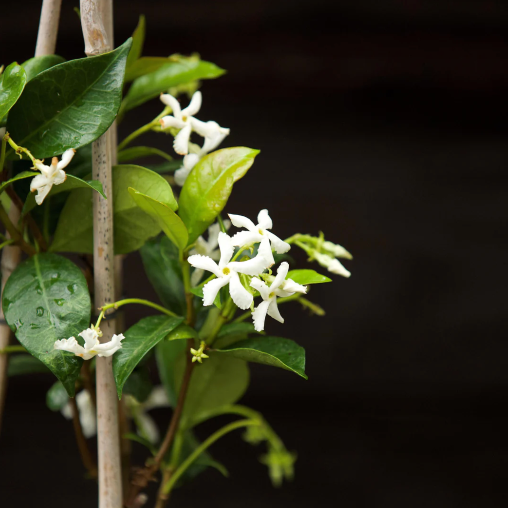 Growing and Caring for Trachelospermum Jasminoides—Confederate Jasmine ...
