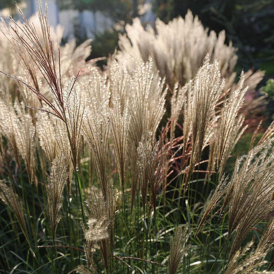 Miscanthus Sinensis