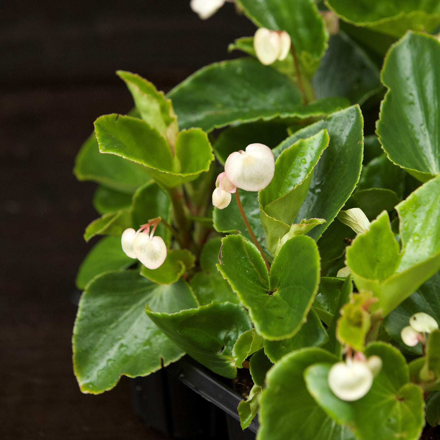 Begonia x 'PAS1484340' ~ Dragon Wing® White Begonia – ServeScape