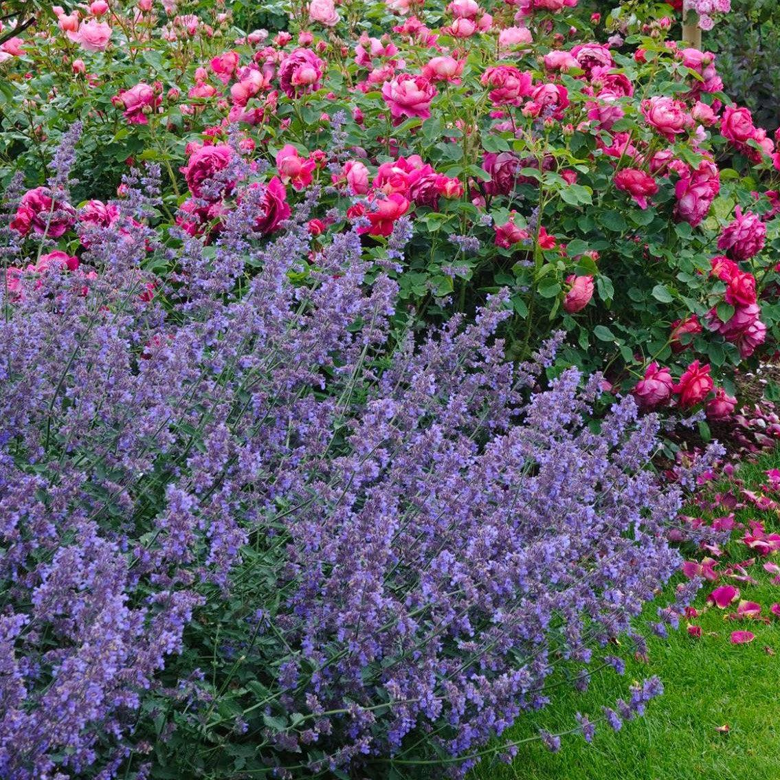 Nepeta x faassenii 'Kit Kat' ~ Kit Kat Catmint – ServeScape