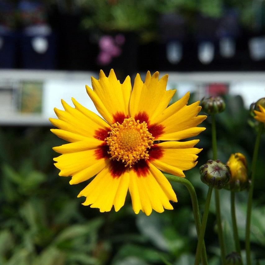 Baby Sun Tickseed - Coreopsis 'Baby Sun' – ServeScape