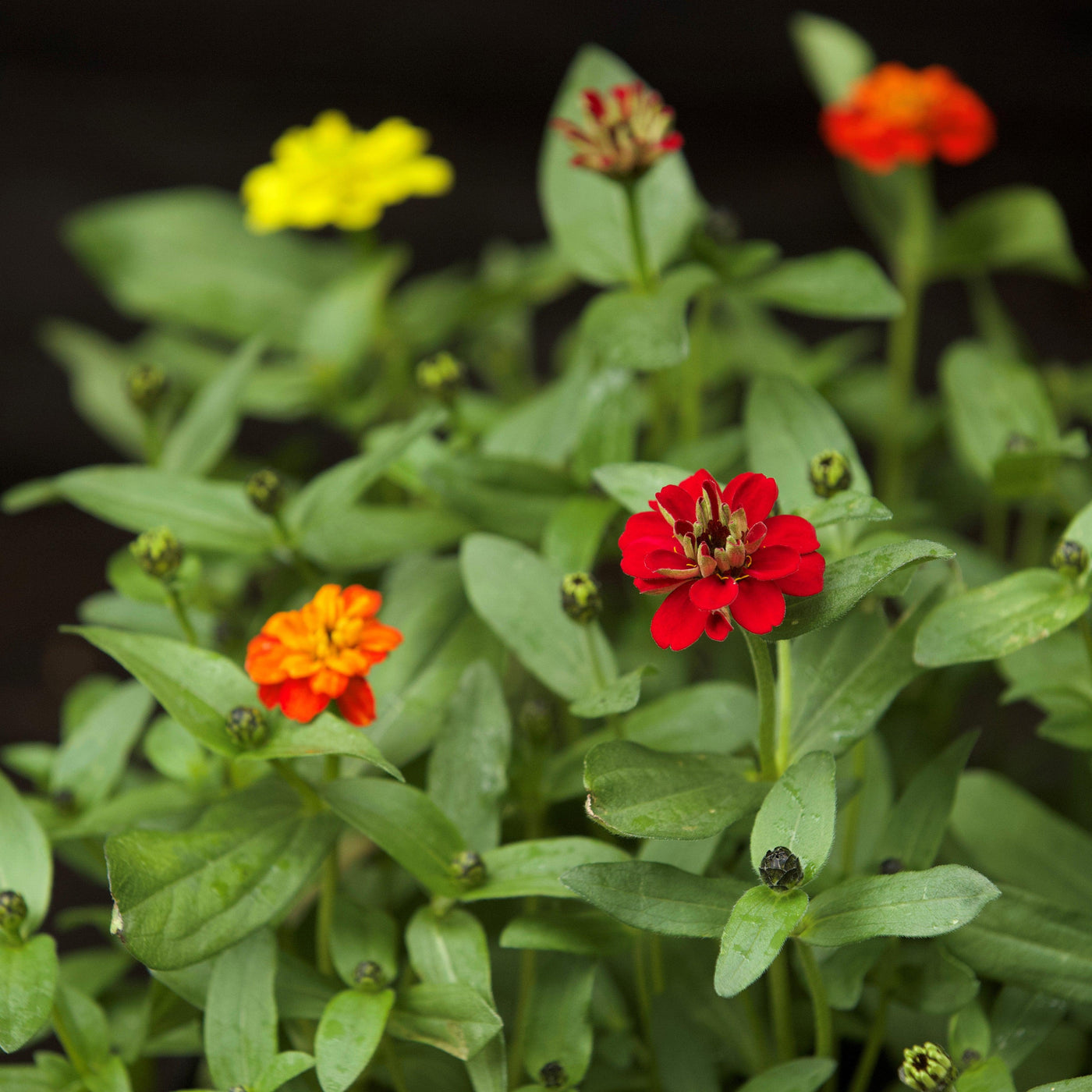 Zinnia ‘Profusion Double Mix’ ~ Profusion Double Mix Zinnia – ServeScape