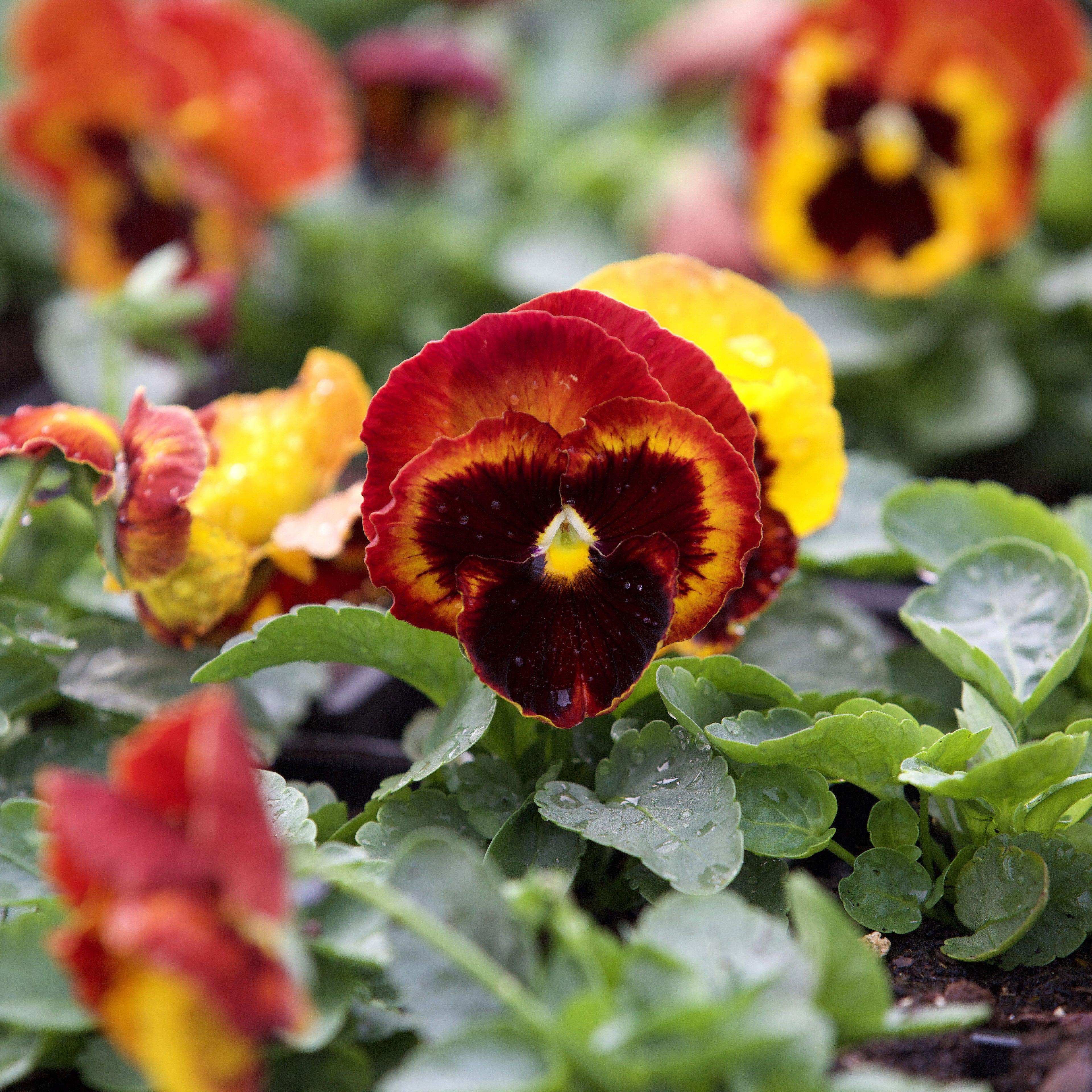 Matrix™ Solar Flare Pansy - Viola x wittrockiana 'Matrix Solar Flare ...