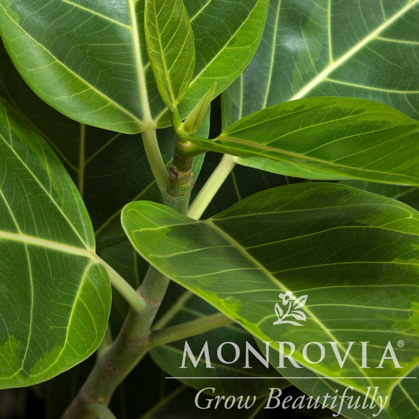 Monrovia® Council Tree, Lofty Fig - Ficus altissima 'Variegata ...