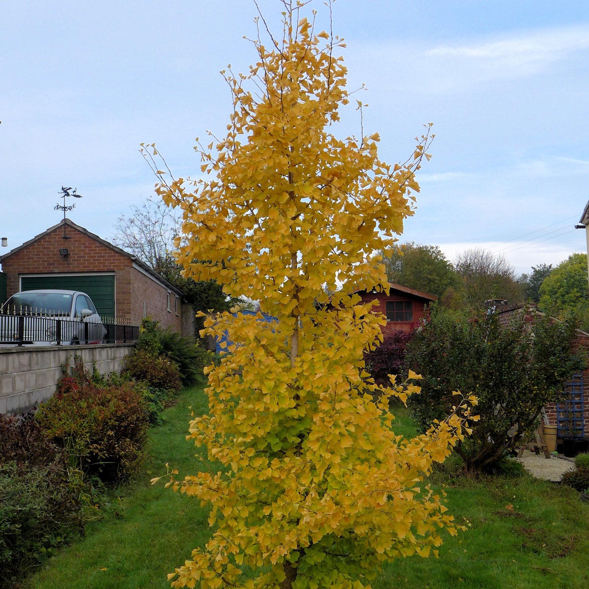 Grindstone™ Ginkgo - Ginkgo biloba 'Grindstone' – ServeScape