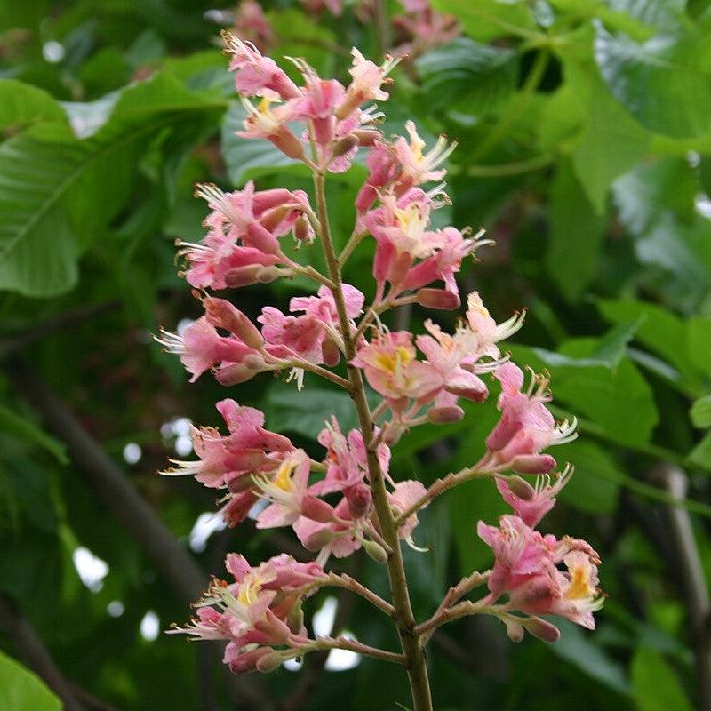 Aesculus x carnea 'Fort McNair' ~ Fort McNair Red Horsechestnut ...