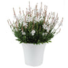 Steffi™ White Gaura - Gaura lindheimeri 'Steffi White' – ServeScape