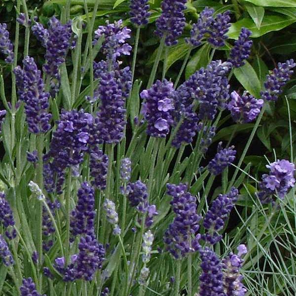 Lavandula angustifolia 'Ellagance Purple' ~ Ellagance Purple English L ...