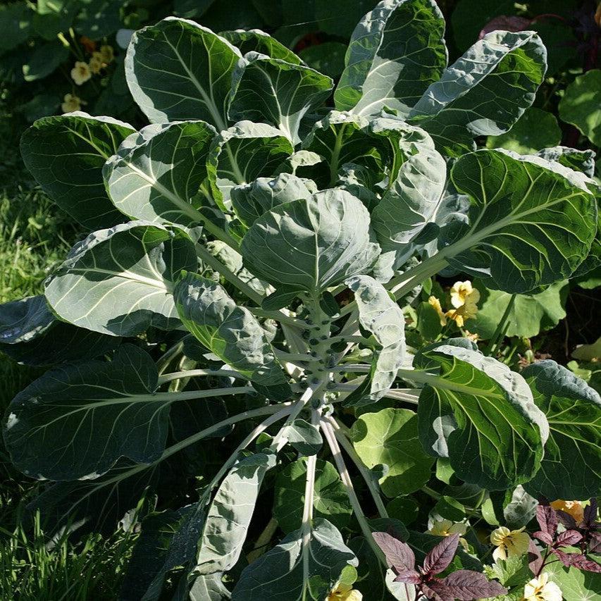 Brassica oleracea var. gemmifera ~ Brussel Sprouts – ServeScape