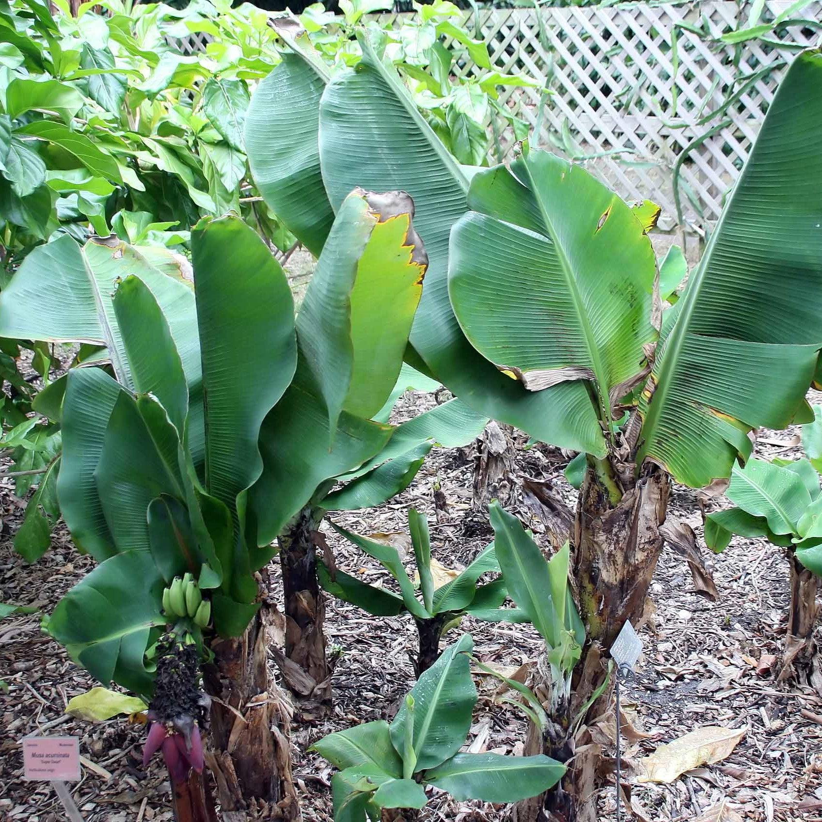 Monrovia® Super Dwarf™ Banana - Musa acuminata ‘Super Dwarf’ – ServeScape