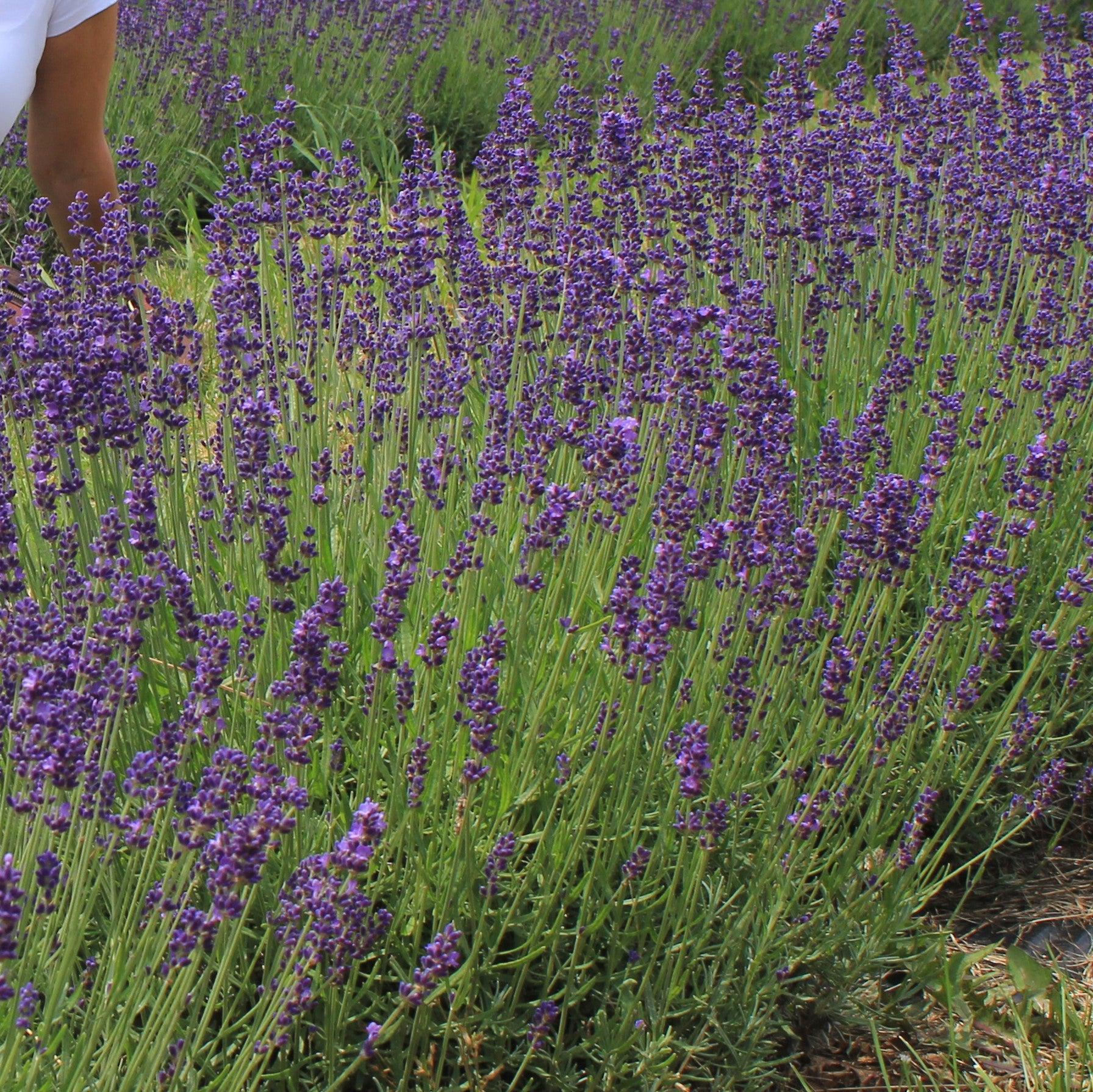 Monrovia® Vintro® Blue Lavender - Lavandula angustifolia 'Vintro Blue ...