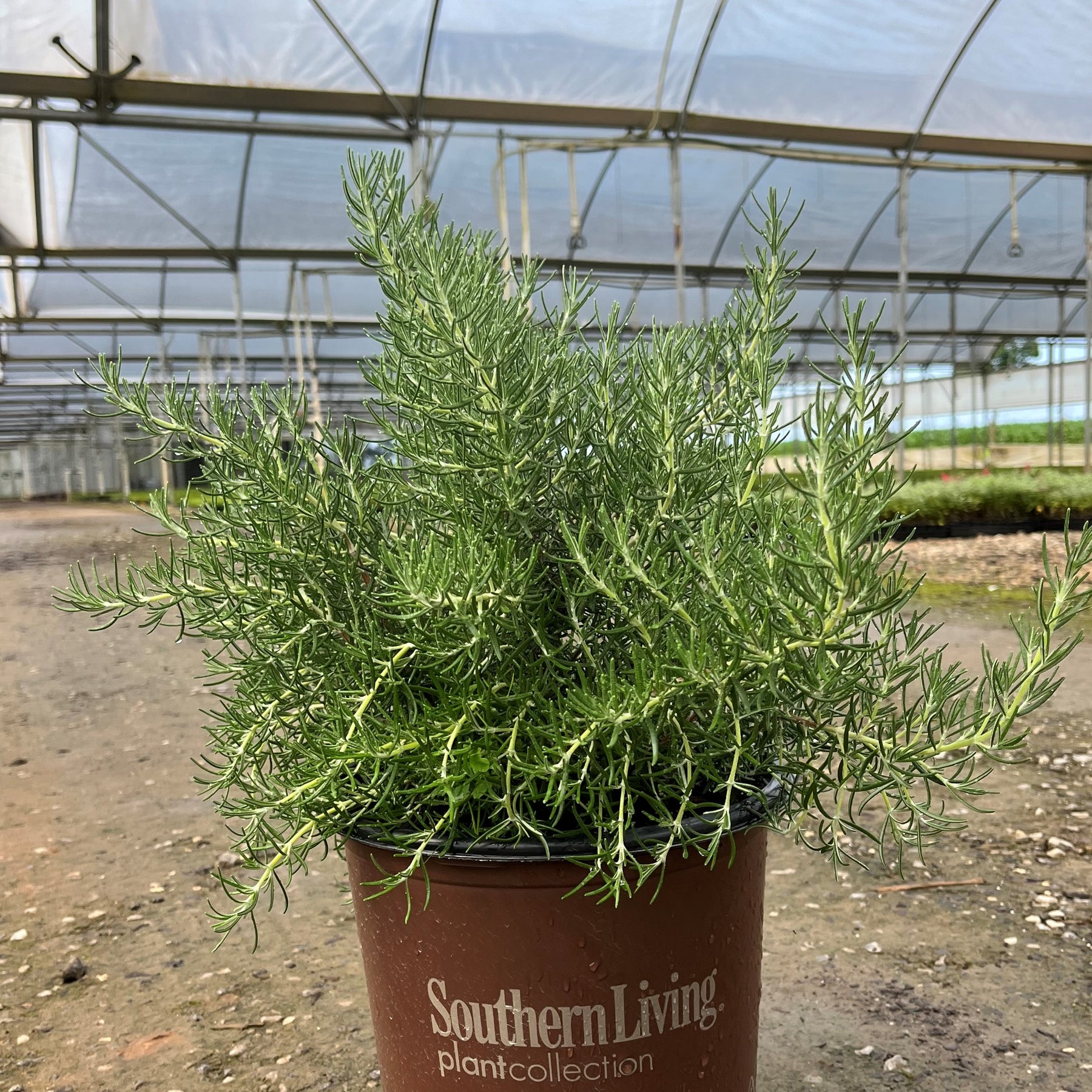 Chef’s Choice® Rosemary - Rosemarinus officinalis 'Roman Beauty ...