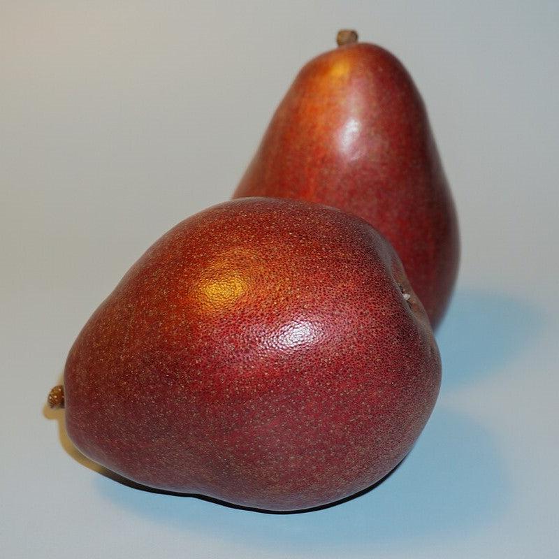 Red D'Anjou Pear - Pyrus communis 'Red D'Anjou' – ServeScape