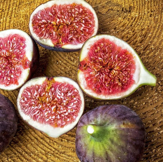 Fignomenal® Dwarf Fig - Ficus carica 'PT-DF-14' – ServeScape