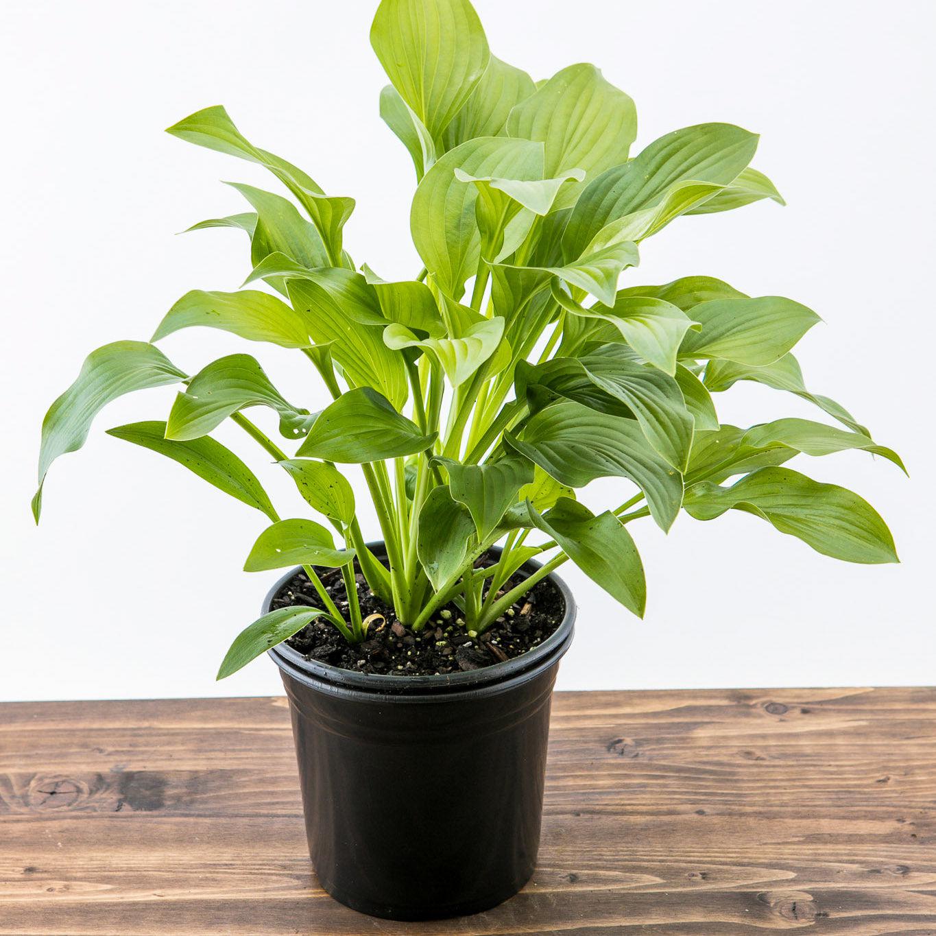 Hosta x 'Royal Standard', Royal Standard Plantain Lily – ServeScape