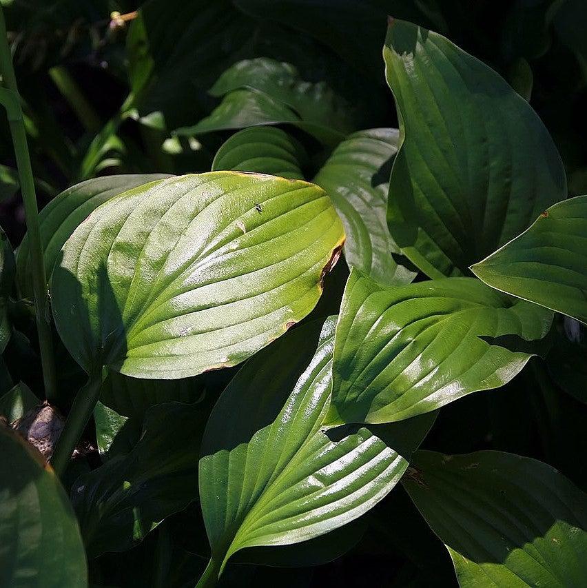 Hosta x 'Royal Standard', Royal Standard Plantain Lily – ServeScape