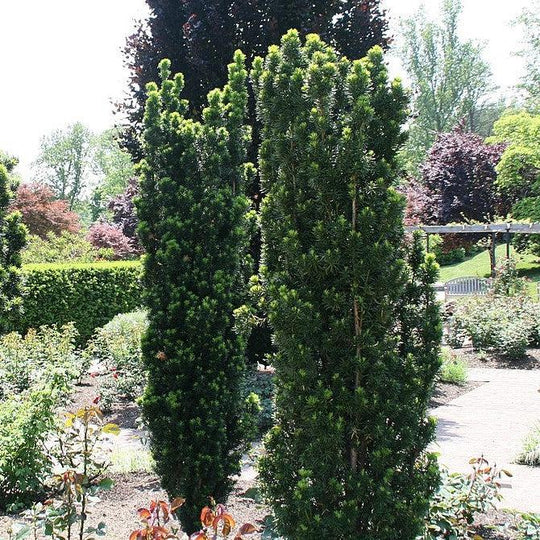 Maureen Columnar Yew - Taxus x media 'Maureen' – ServeScape