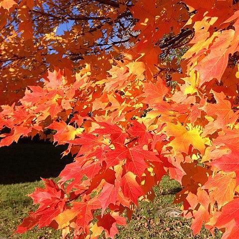 Fall Fiesta® Sugar Maple - Acer saccharum 'Bailsta' – ServeScape
