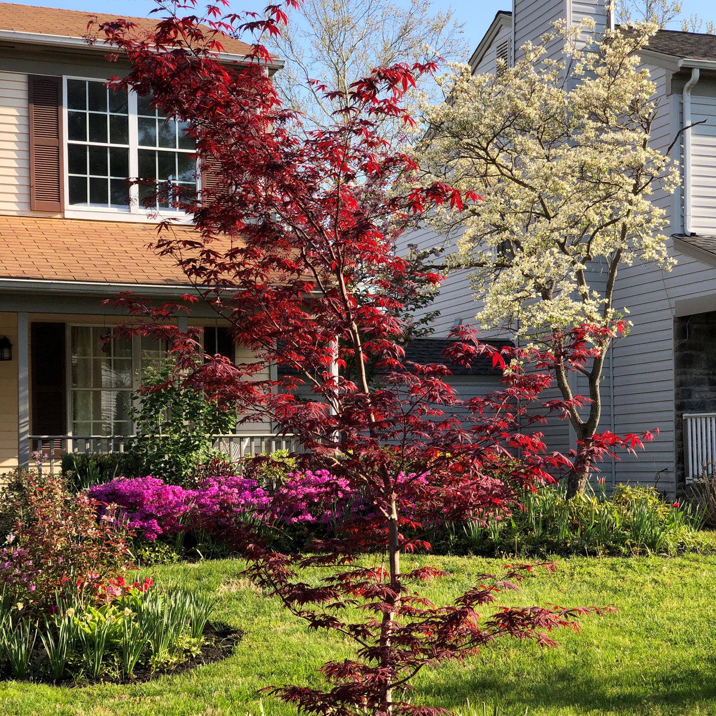 Acer palmatum 'Tsukasa Silhouette', Tsukasa Japanese maple – ServeScape