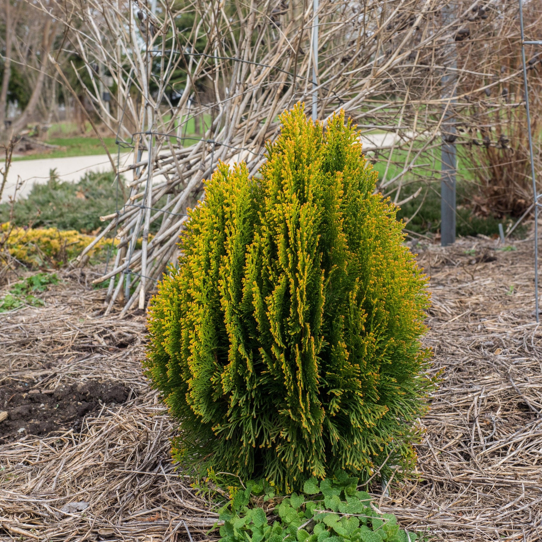 Morgan Chinese Arborvitae - Thuja orientalis ‘Morgan' – ServeScape