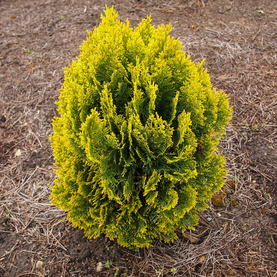 Morgan Chinese Arborvitae - Thuja orientalis ‘Morgan' – ServeScape