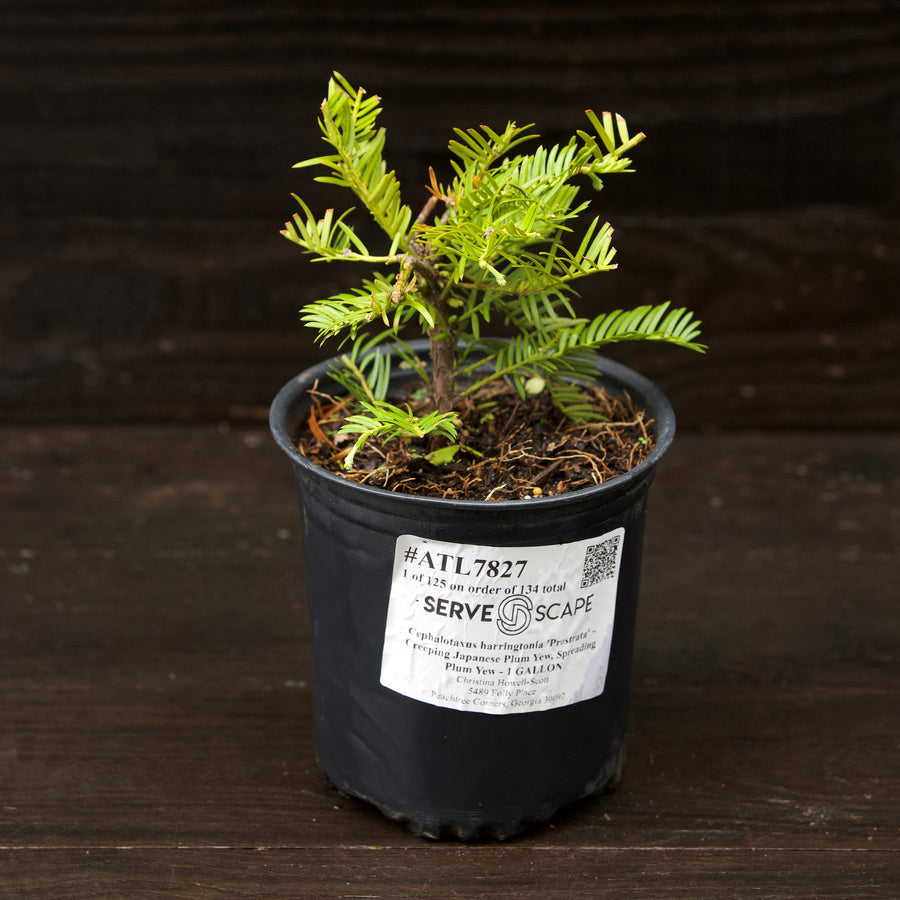 Creeping Japanese Plum Yew, Spreading Plum Yew - Cephalotaxus ...