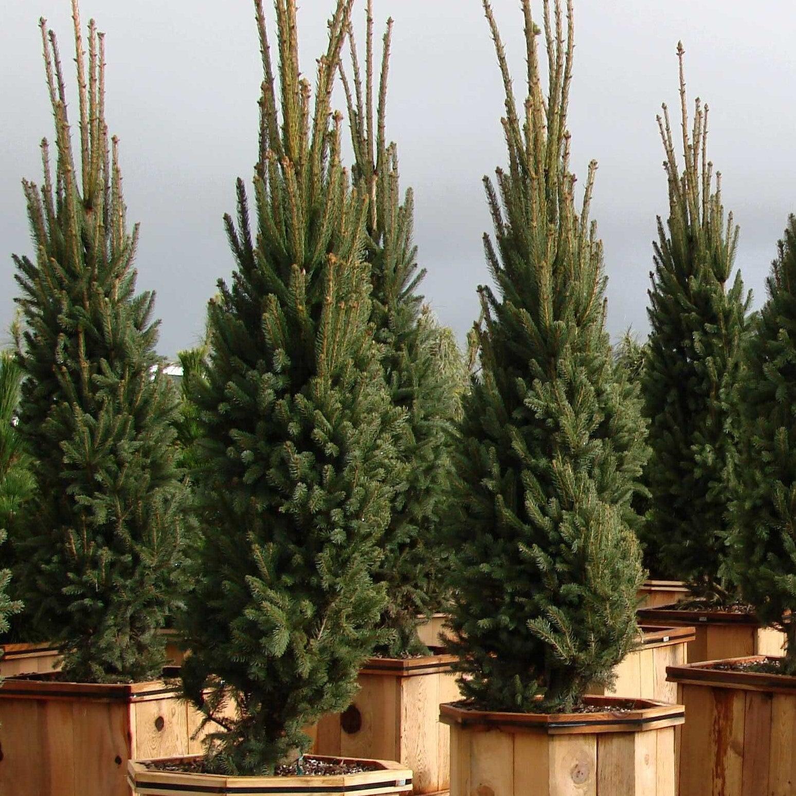 Columnar Norway Spruce - Picea abies 'Cupressina' – ServeScape