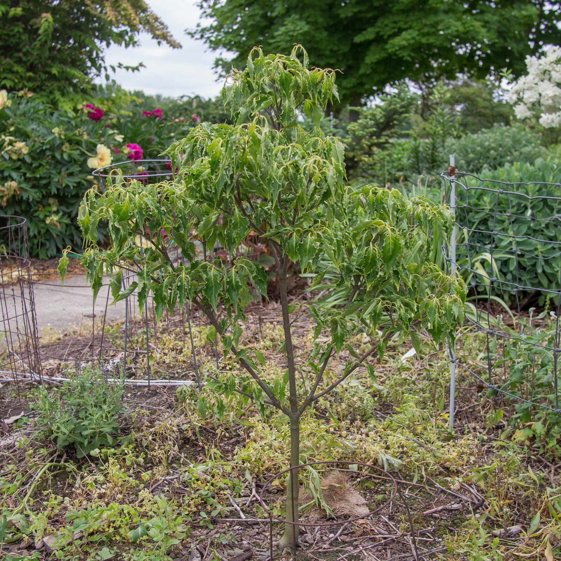Little Poncho Dogwood - Cornus kousa 'Little Poncho' – ServeScape
