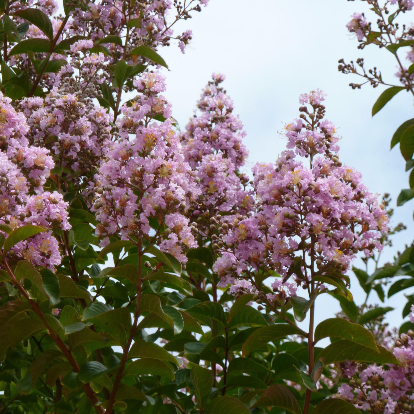 Lagerstroemia indica x fauriei 'Lipan' ~ Lipan Crape Myrtle – ServeScape
