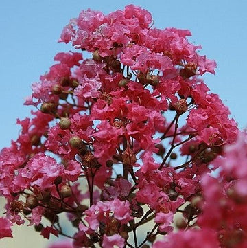 Miami Crape Myrtle - Lagerstroemia indica x fauriei 'Miami' – ServeScape