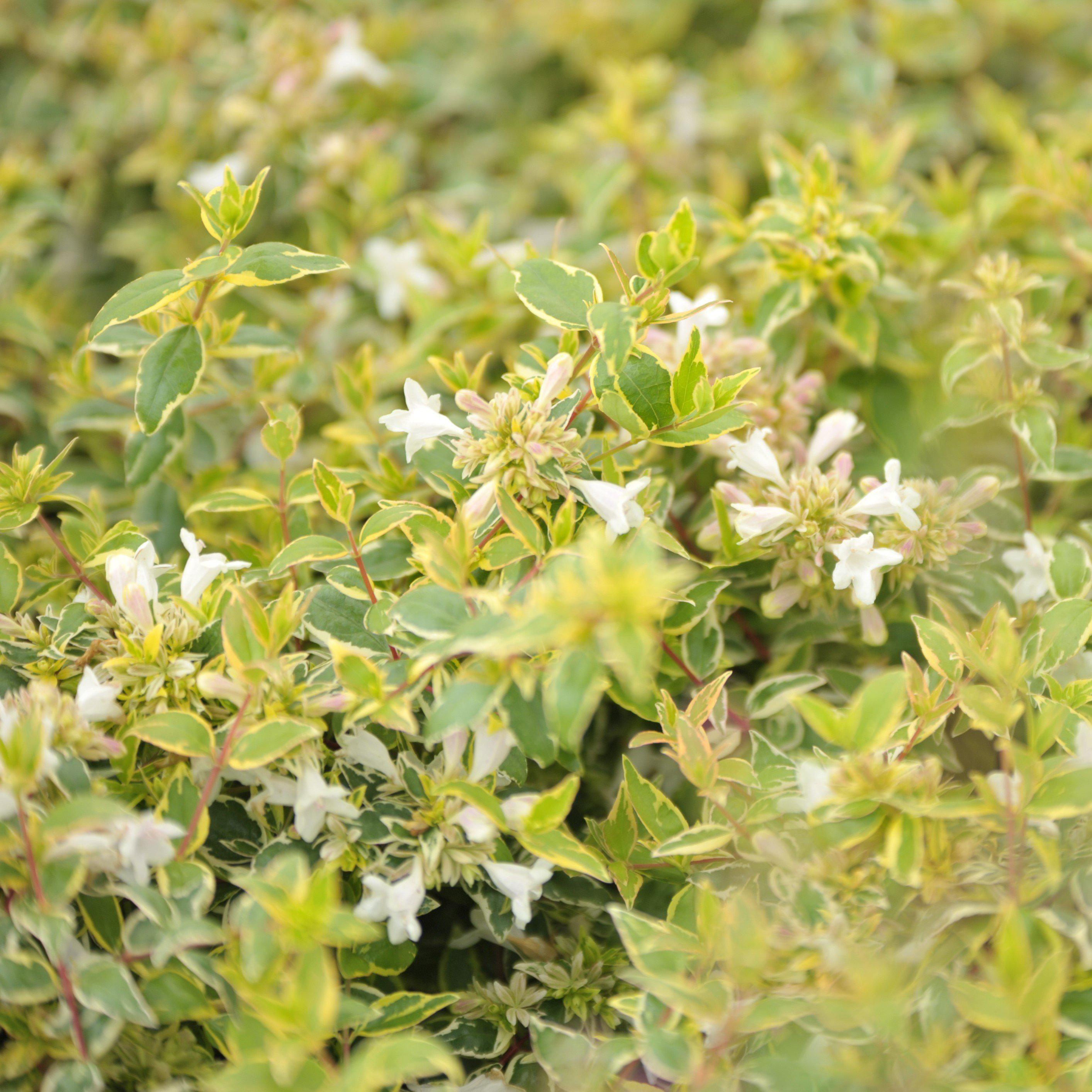 Radiance Glossy Abelia - Abelia x grandiflora 'Radiance' – ServeScape