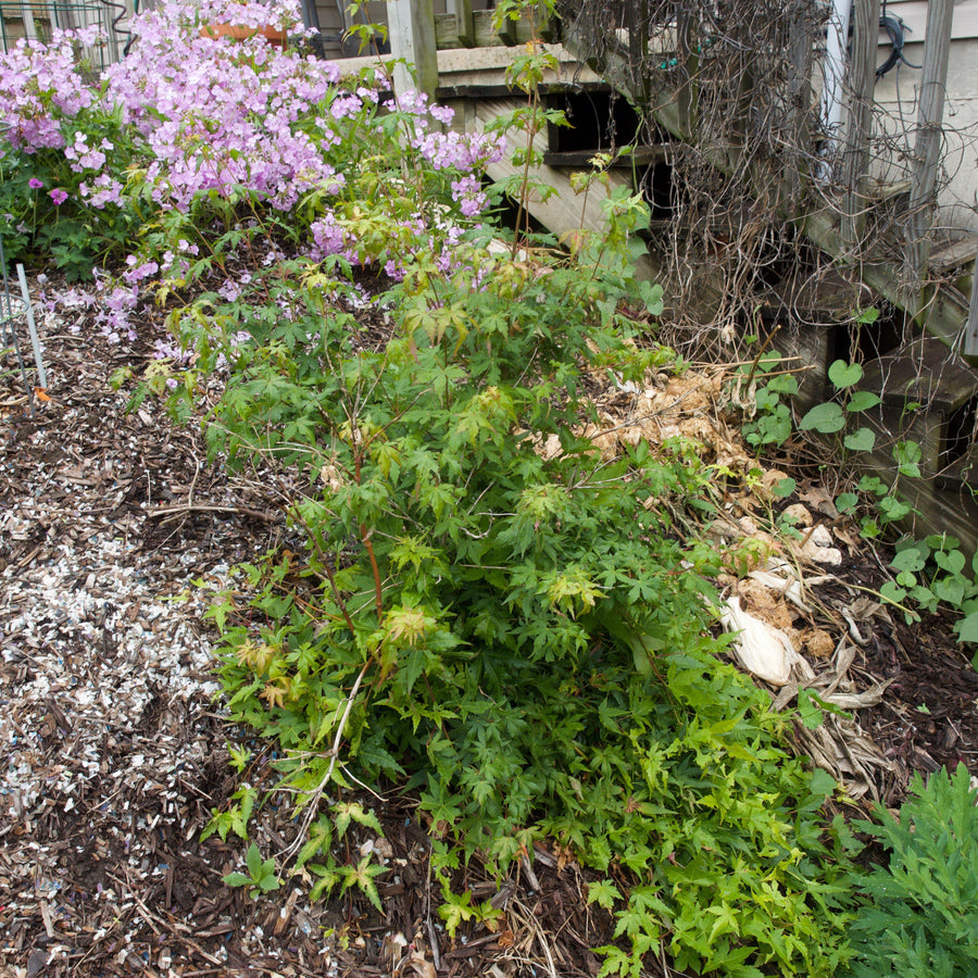 Ryusen Weeping Japanese Maple - Acer palmatum 'Ryusen' – ServeScape