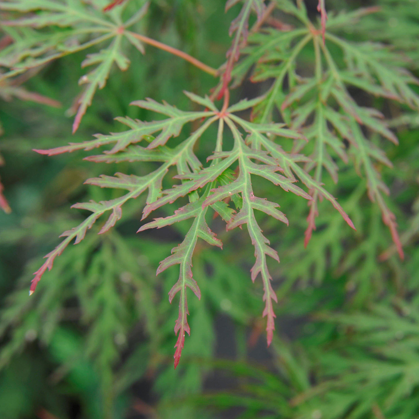 Acer palmatum 'Orangeola' Japanese Maple – ServeScape