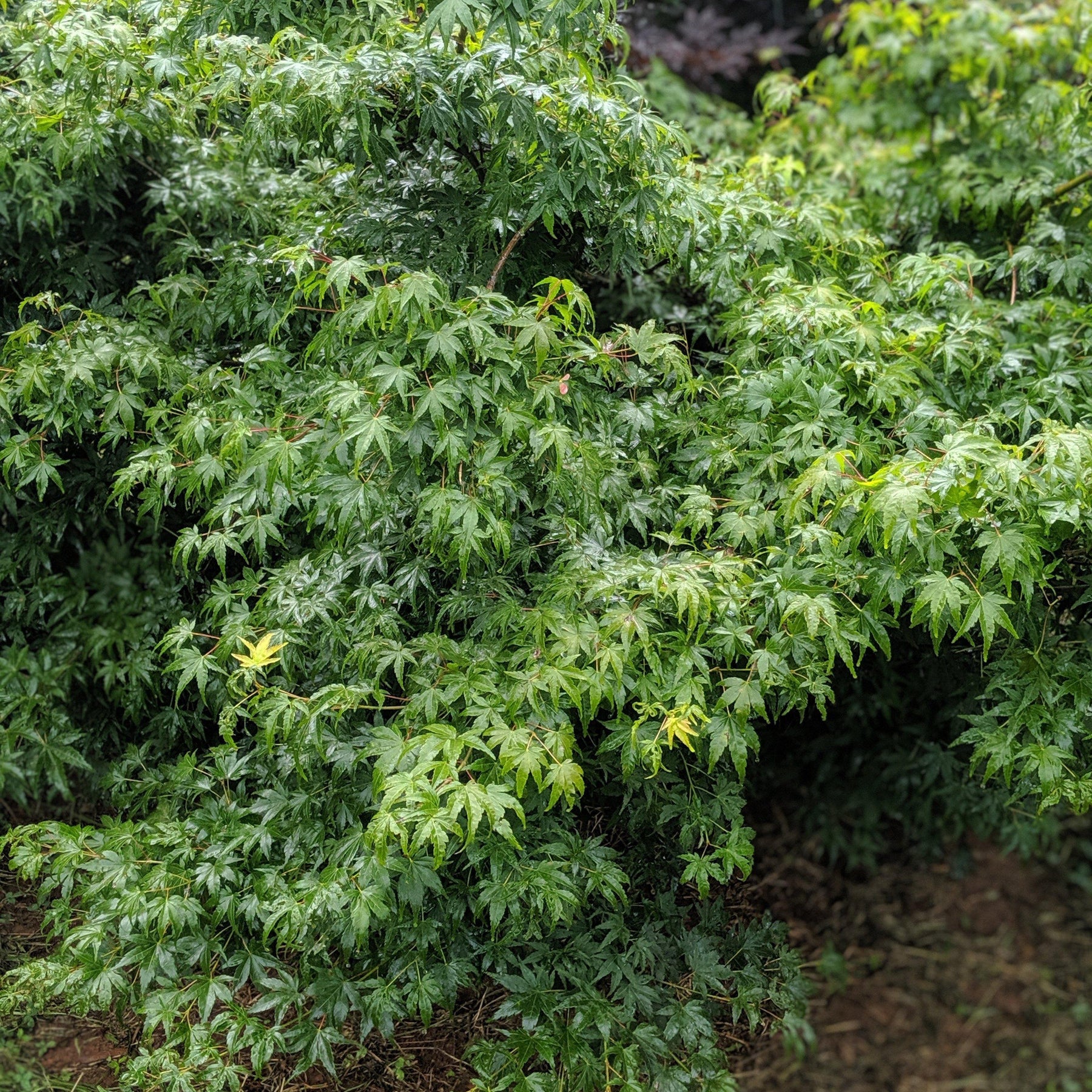 Waterfall Japanese Maple - Acer palmatum var. dissectum 'Waterfall ...