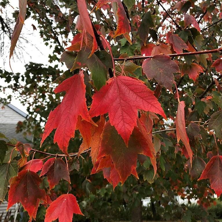Acer rubrum 'Fairview Flame', 'Fairview Flame' Red Maple – ServeScape