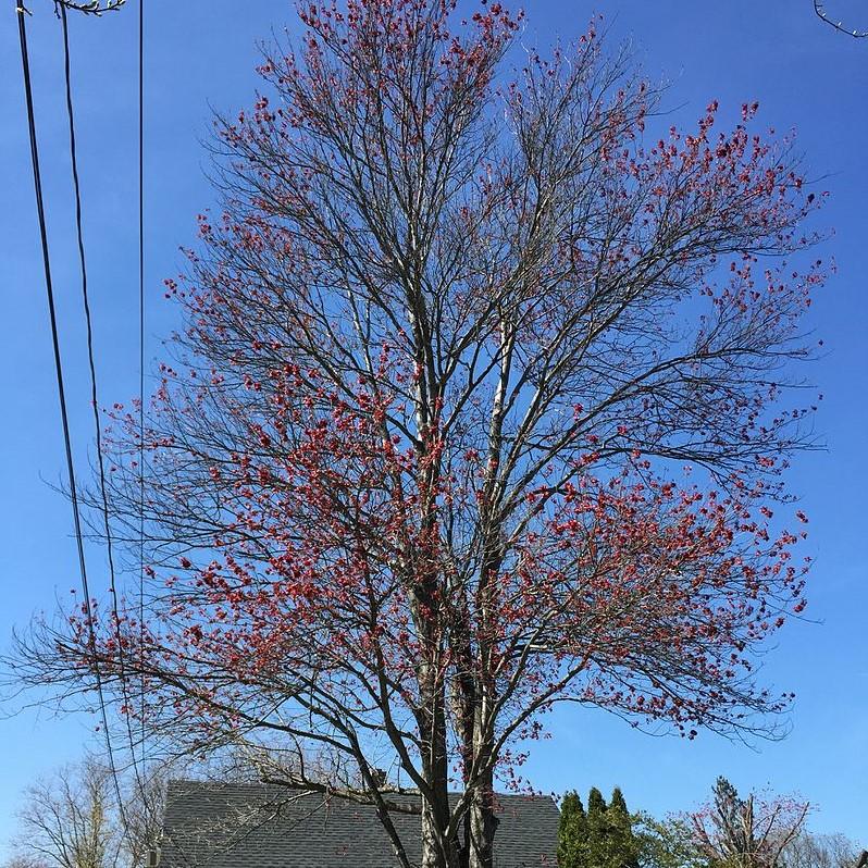 Acer rubrum 'Fairview Flame', 'Fairview Flame' Red Maple – ServeScape