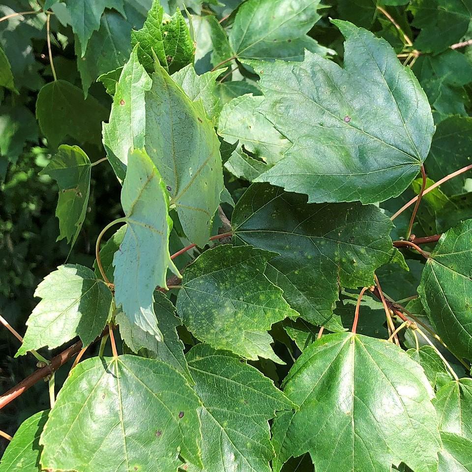 Drummond Red Maple - Acer rubrum drummondii – ServeScape