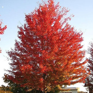 Redpointe® Red Maple - Acer rubrum 'Frank Jr.' PP16769 – ServeScape