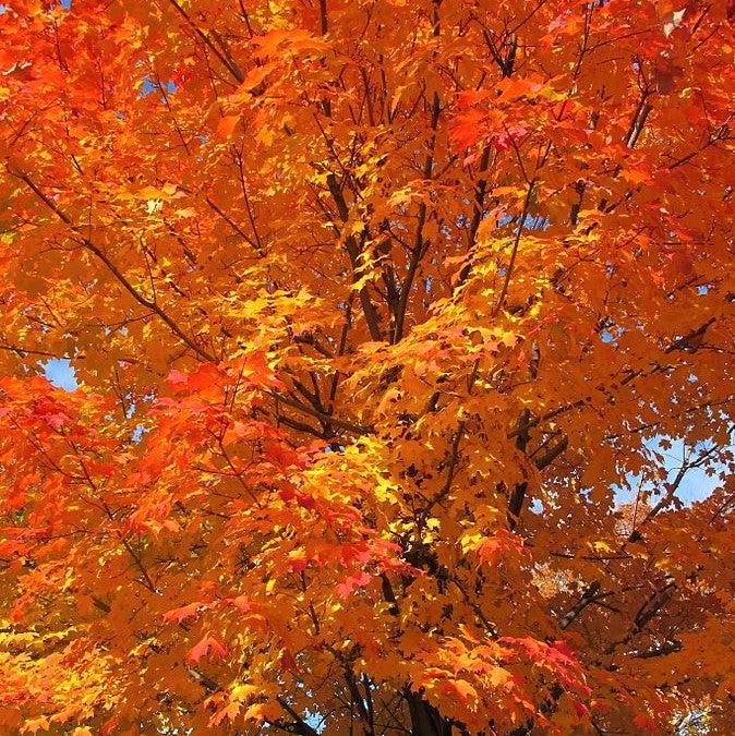 Fall Fiesta® Sugar Maple - Acer saccharum 'Bailsta' – ServeScape