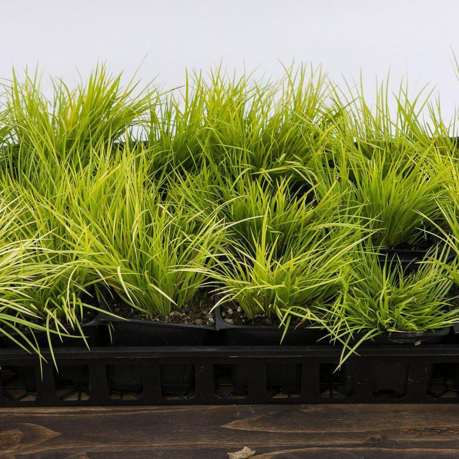 Dwarf Golden Sweet Flag - Acorus gramineus 'Minimus Aureus' – ServeScape