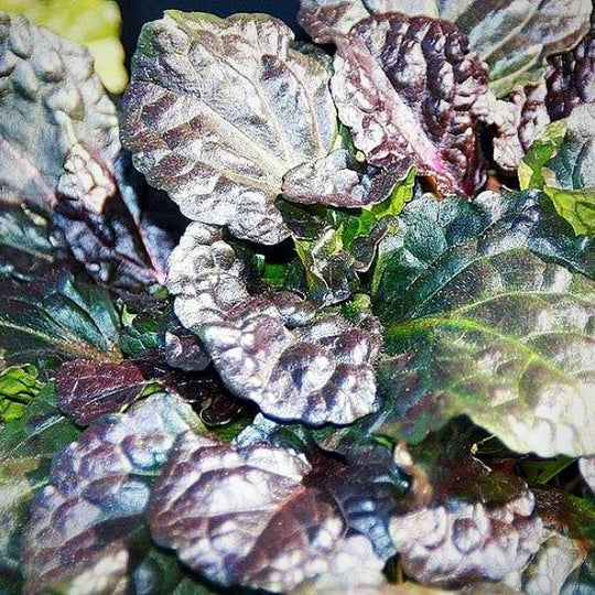 Black Scallop Bugleweed - Ajuga reptans 'Binblasca' – ServeScape