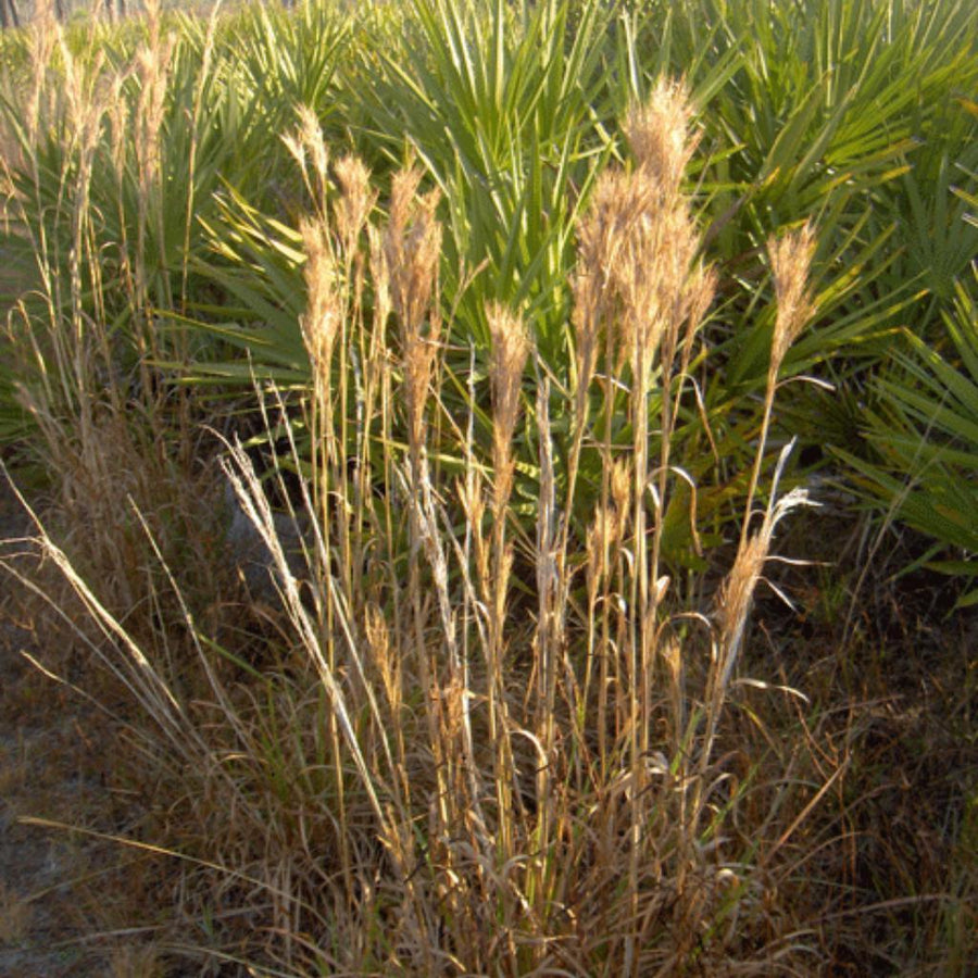 Ornamental Grass – ServeScape