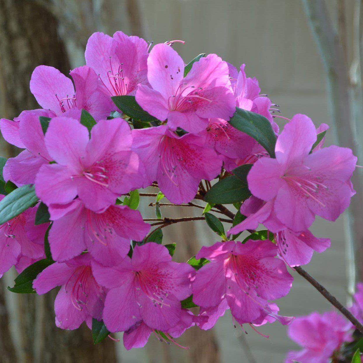 Pride of Mobile Azalea - Azalea x 'Pride of Mobile' – ServeScape