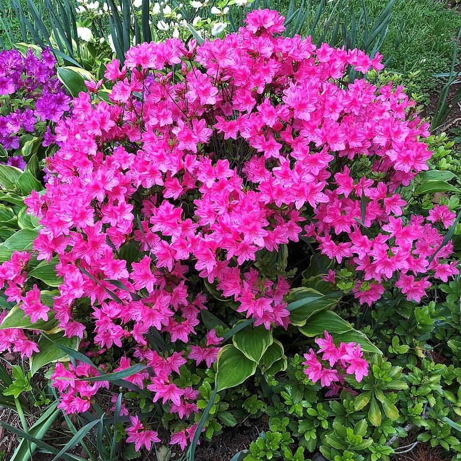 Azalea x 'Tradition' ~ Tradition Azalea#N#– ServeScape