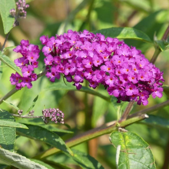 Flutterby Petite® Tutti Fruitti Butterfly Bush - Buddleia davidii ...