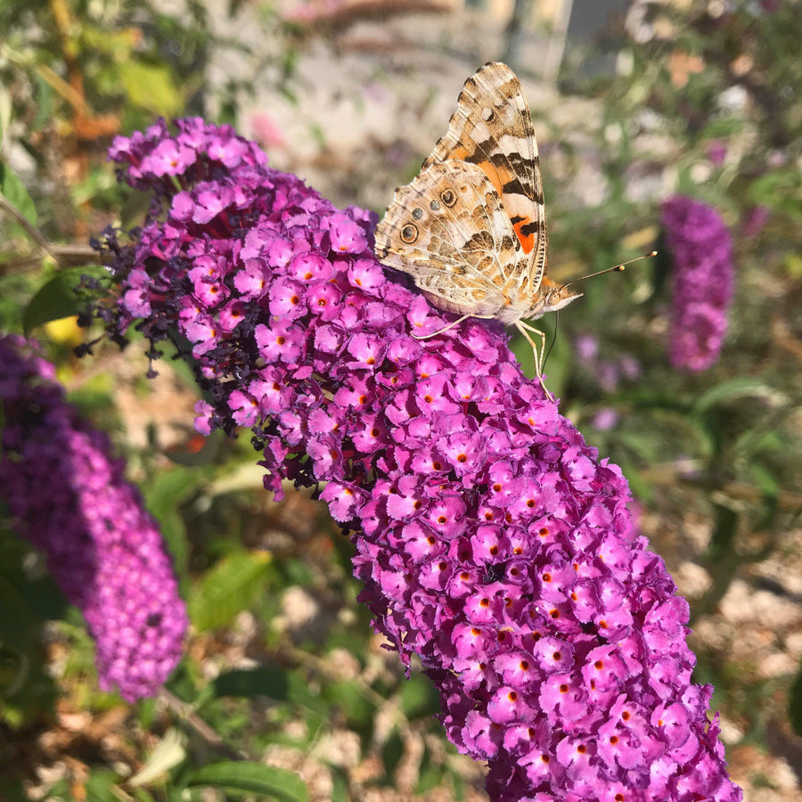 Flutterby Petite® Tutti Fruitti Butterfly Bush - Buddleia davidii ...