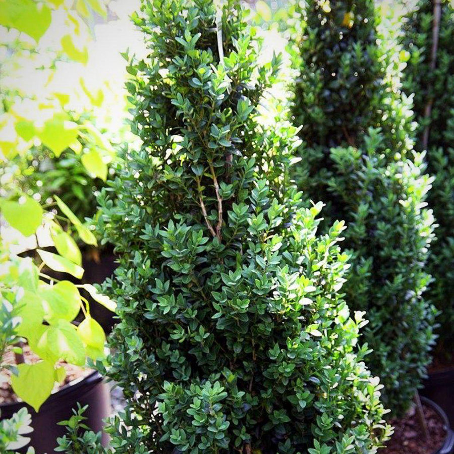 ‘Dee Runk’ Boxwood - Buxus sempervirens 'Dee Runk' – ServeScape