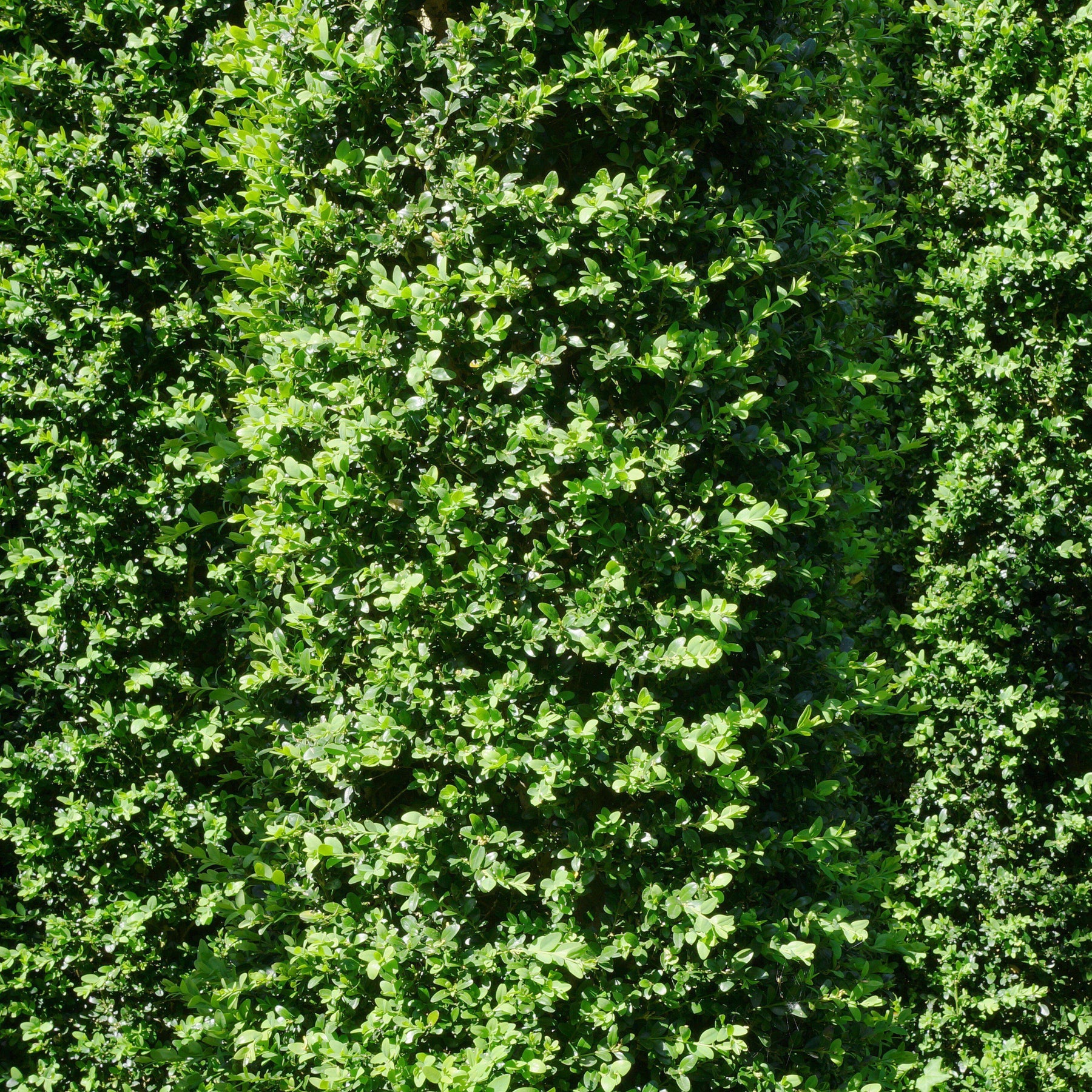 Highlander Boxwood - Buxus sempervirens 'Highlander' – ServeScape