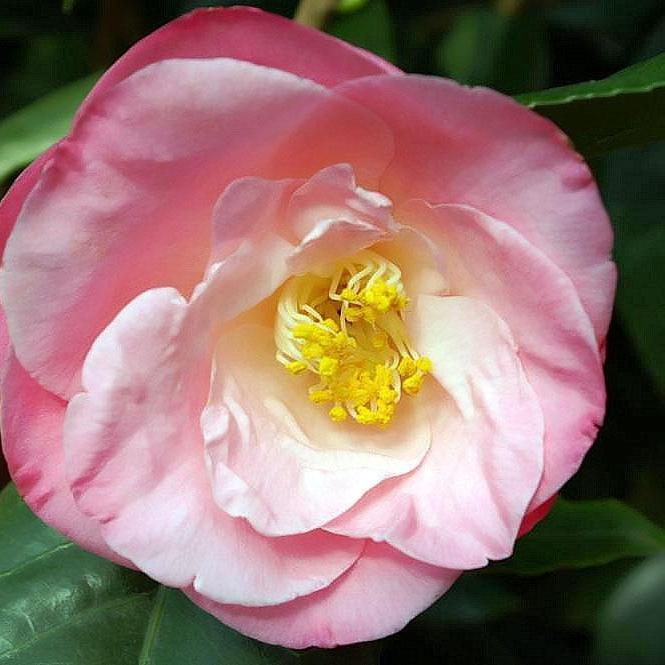 April Remembered Ice Angels® Camellia - Camellia japonica 'April ... April Remembered Ice Angels® Camellia - Camellia japonica 'April ...
