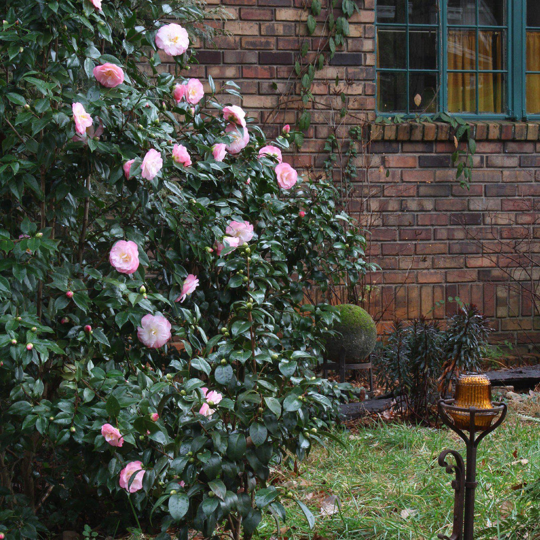 April Remembered Ice Angels® Camellia - Camellia japonica 'April ... April Remembered Ice Angels® Camellia - Camellia japonica 'April ...